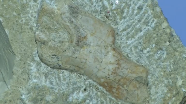 Fossilized blood vessels ‘oldest in world’ – Eagle News