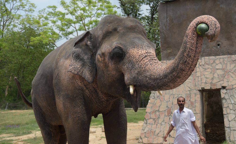 Pakistan’s lonely elephant suffering ‘mental illness’: experts – Eagle News