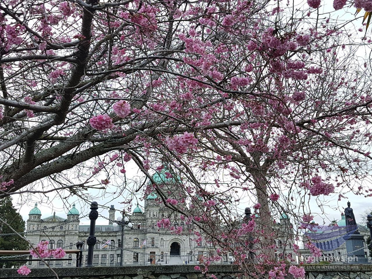 #EBCphotography: Cherry blossoms signal start of spring in Victoria BC ...
