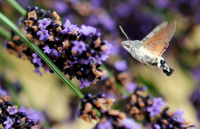 World seeing ‘catastrophic collapse’ of insects: study – Eagle News
